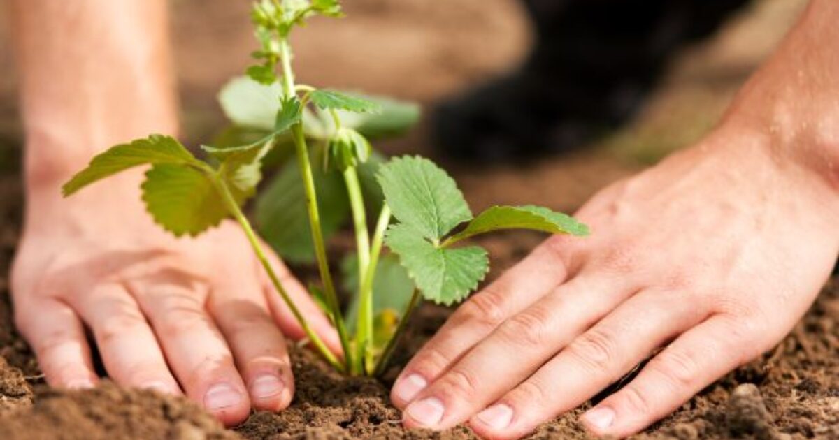 Dominion (Genesis 1:26; 2:5) | Theology of Work