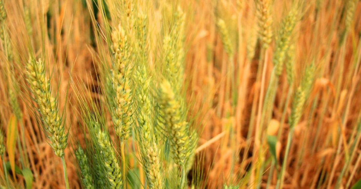 A Rogationtide Service of Holy Communion | Theology of Work