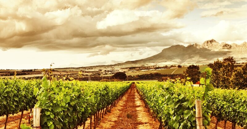 the vineyard workers