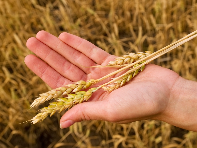 Working on the Sabbath (Matthew 12:1-8) | Theology of Work